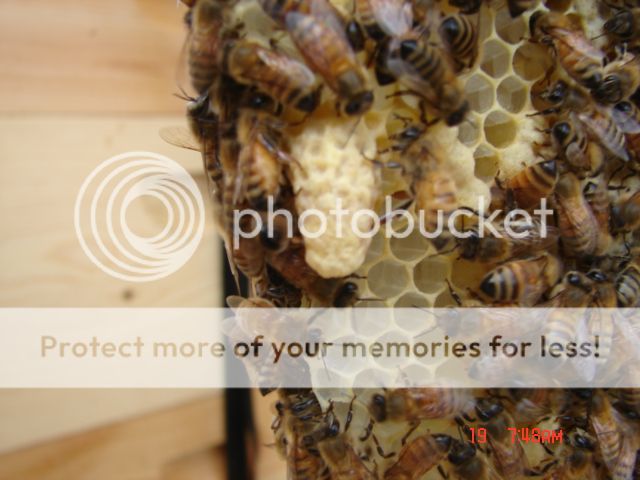 Fertilizing eggs in drone cells | Beesource Beekeeping Forums